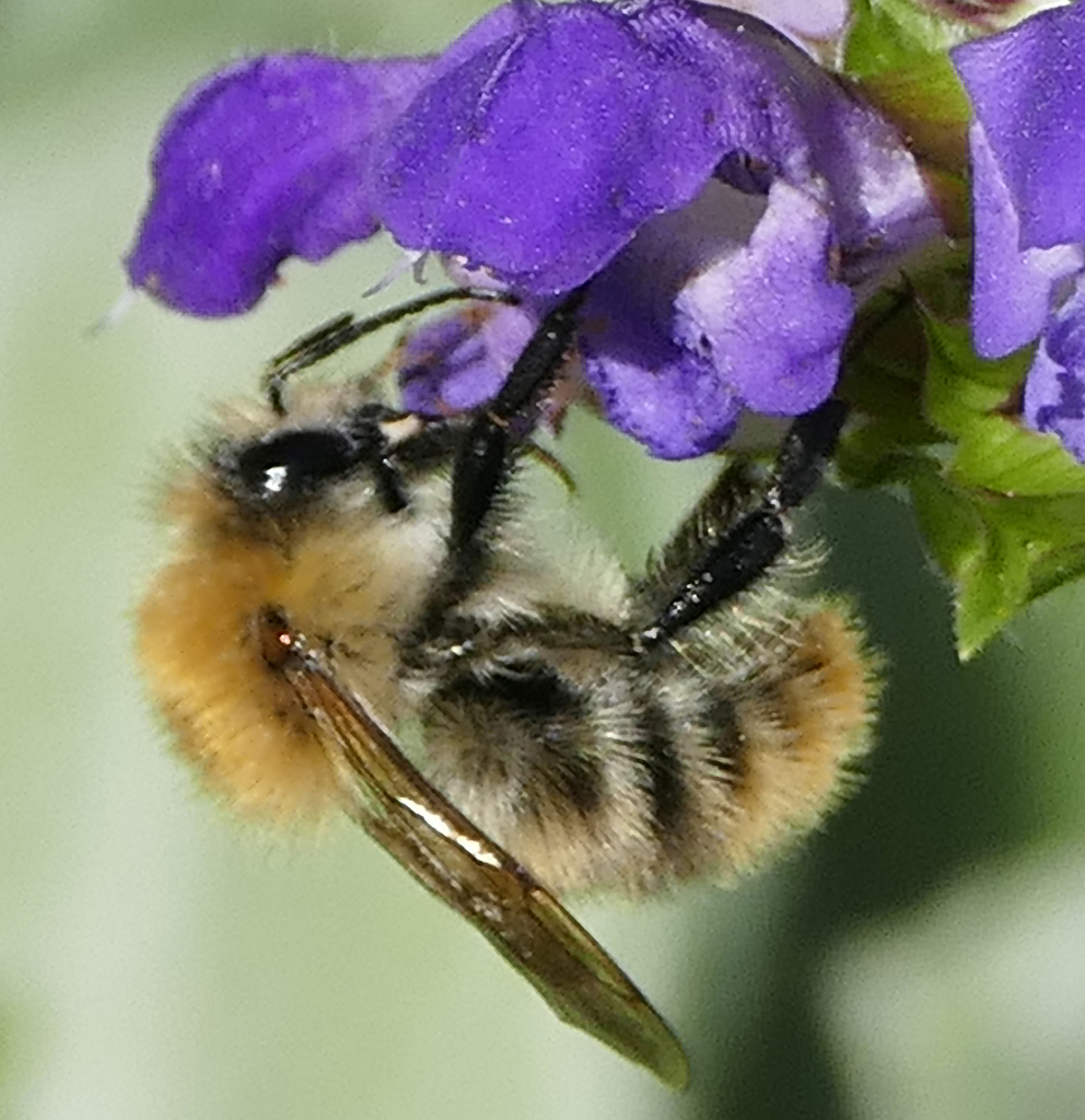 Common Carder Bumble Bee from Mühlhausen, Stuttgart, Deutschland on ...
