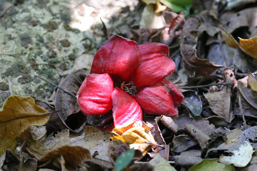 plants from Lockhart River QLD 4892, Australia on September 5, 2023 at ...