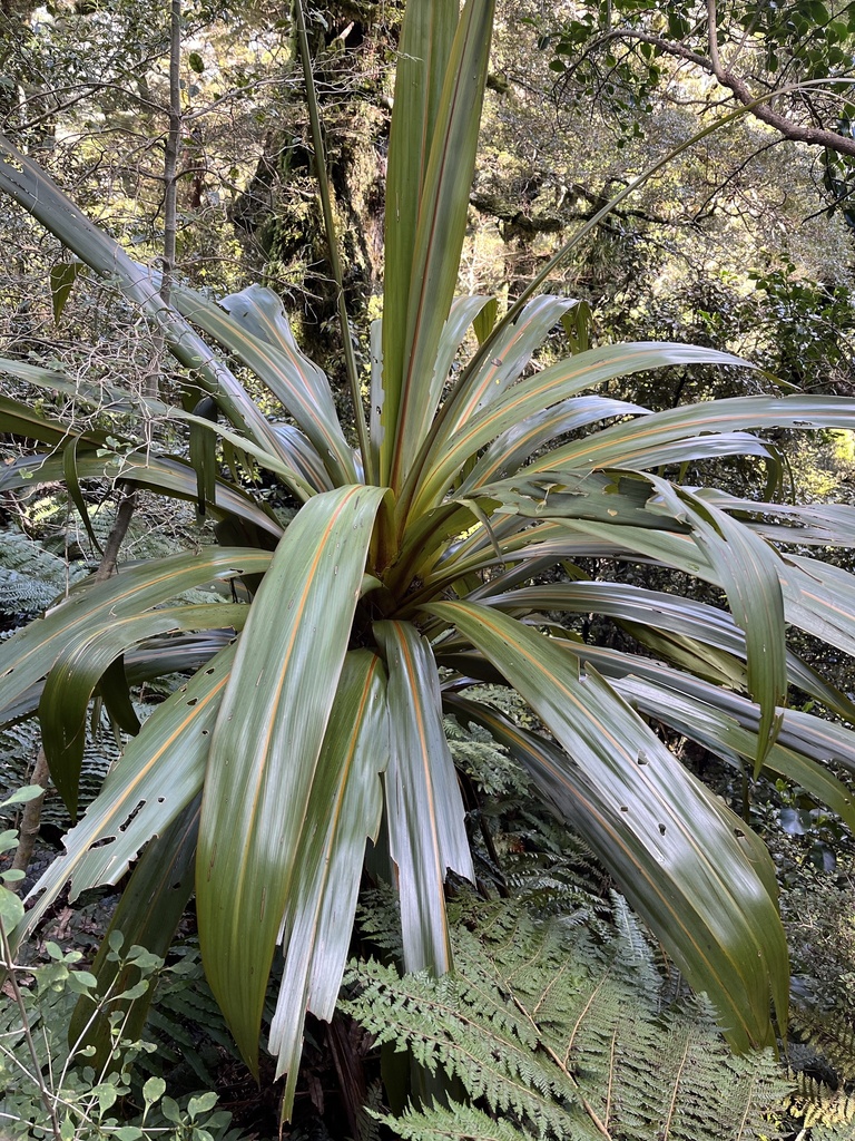 Mountain Cabbage Tree from Tararua Forest Park, Tararua Forest Park ...