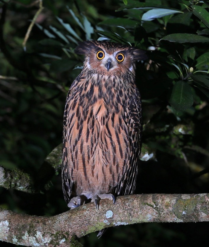 Tawny Fish-Owl in September 2023 by 新北市生態服務給付(上傳) · iNaturalist