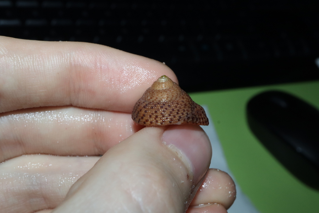 Clanculus undatus from Hopetoun WA 6348, Australia on October 17, 2023 ...