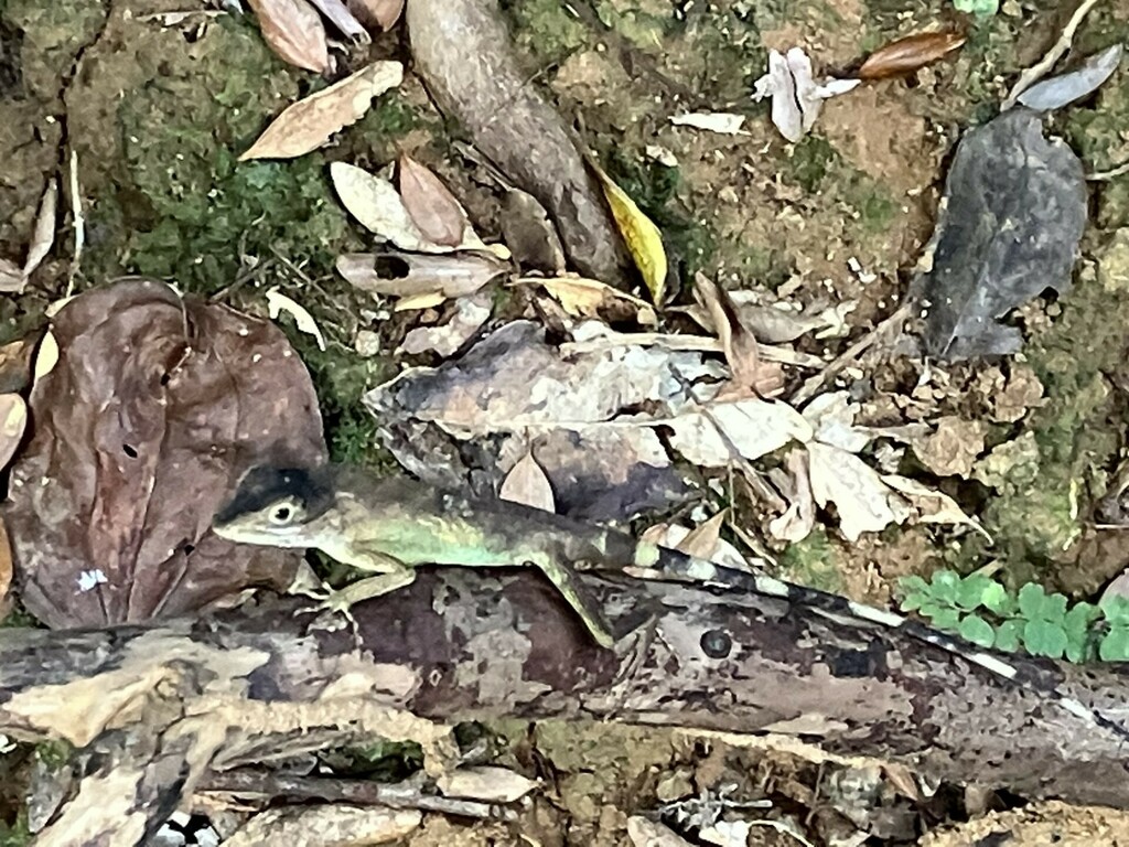 Diploderma polygonatum ishigakiense in October 2023 by 吹抜 清民 · iNaturalist