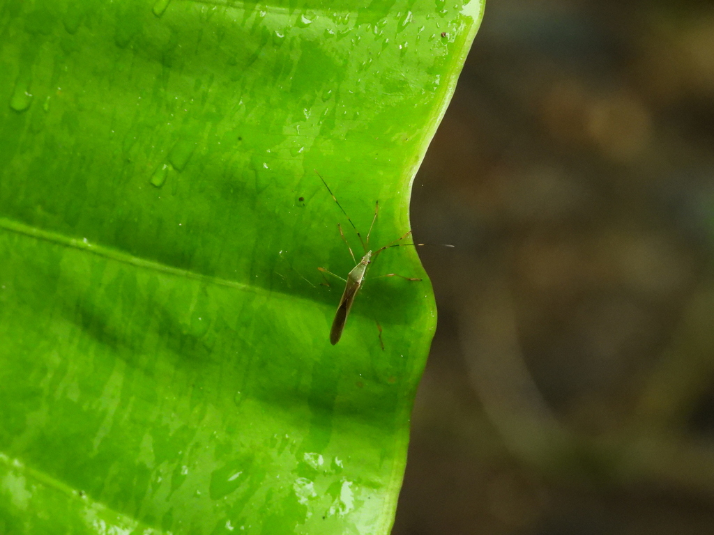 Paddy Bug from 269台灣宜蘭縣冬山鄉 on October 2, 2023 at 10:10 AM by Max Hsieh ...
