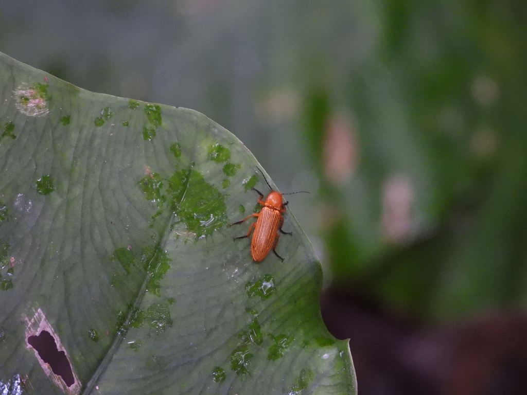 Hemiops flava from 269台灣宜蘭縣冬山鄉 on October 2, 2023 at 10:52 AM by Max ...