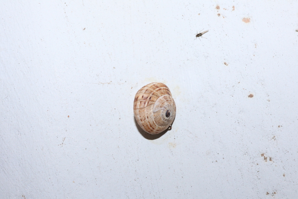 White Italian Snail from Hopetoun WA 6348, Australia on October 18 ...