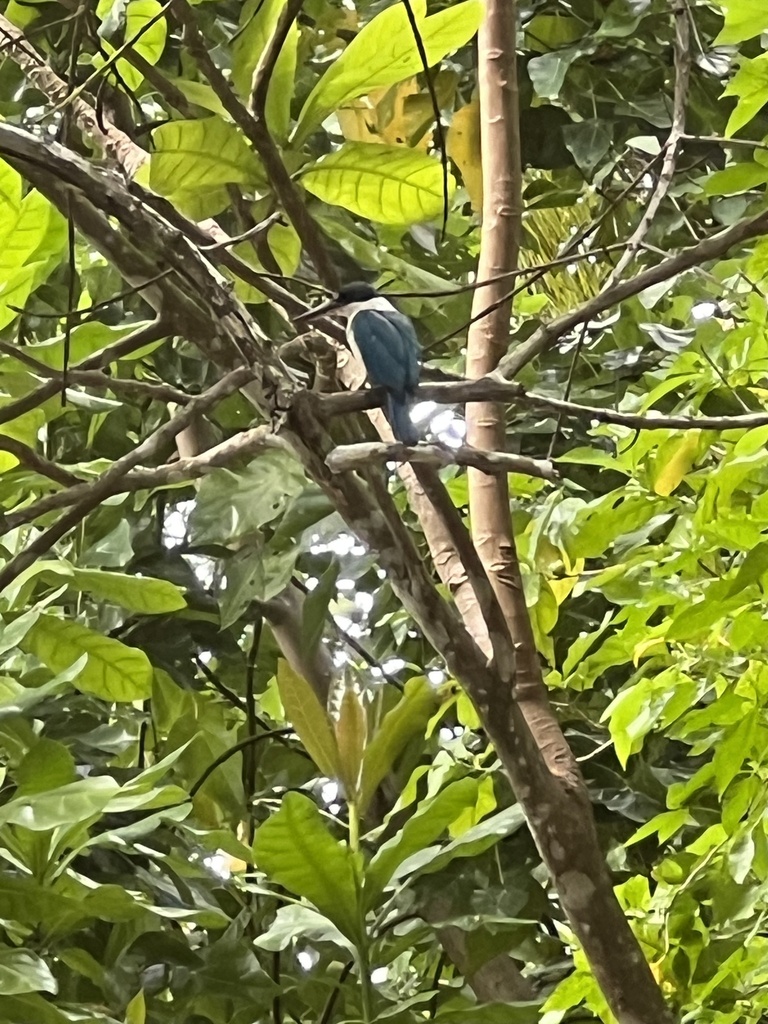 Collared Kingfisher (Palau) from Palau, PW on October 24, 2023 at 01:28 ...