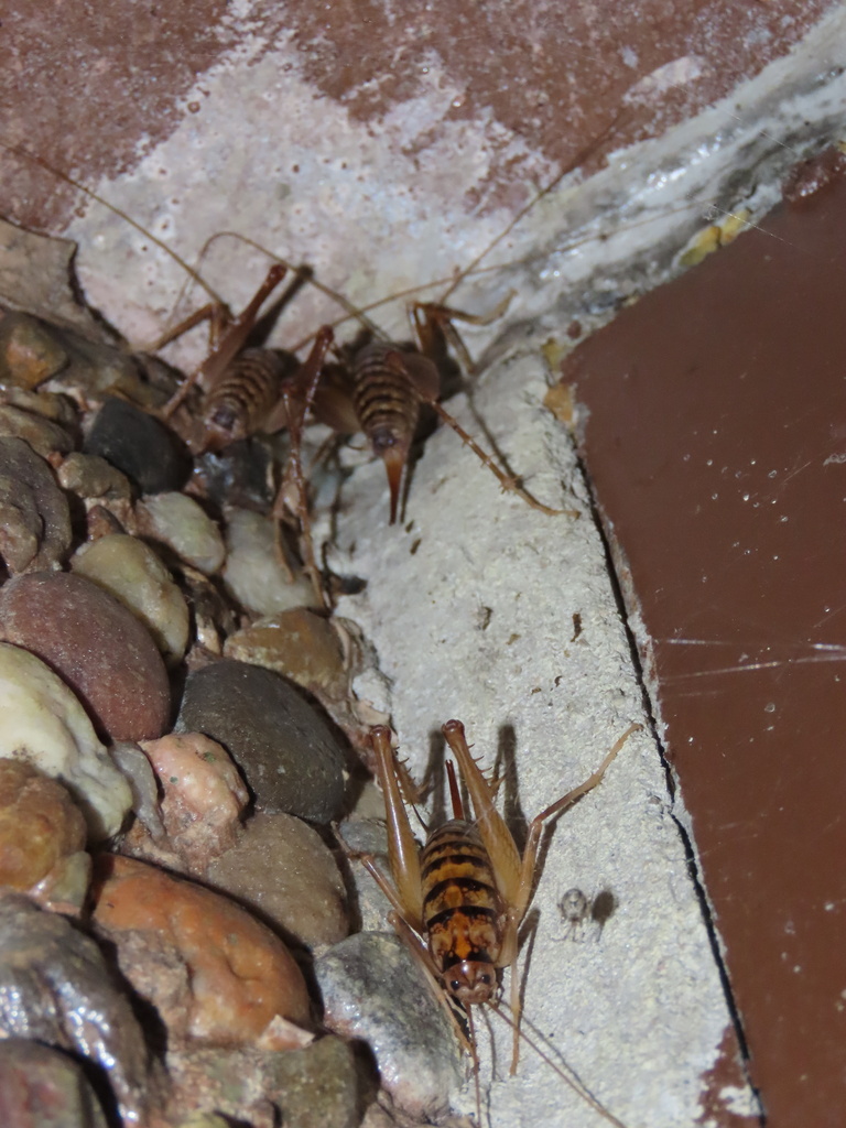 Camel Crickets, Cave Crickets, and Cave Wēta in October 2023 by Josh ...
