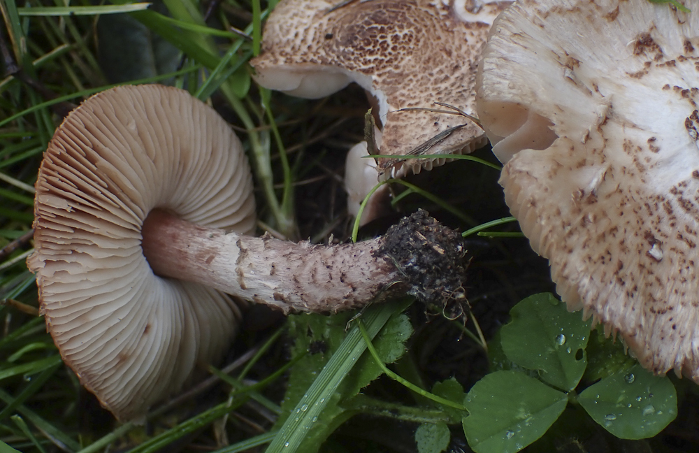 deadly dapperling from Öland, Mörbylånga, H, SE on October 19, 2023 at ...