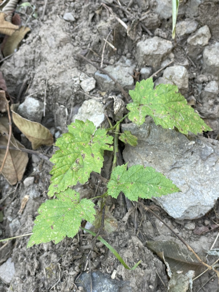 Korean Raspberry from 北京鹫峰国家森林公园, 北京市, CN on October 16, 2023 at 10:41 ...