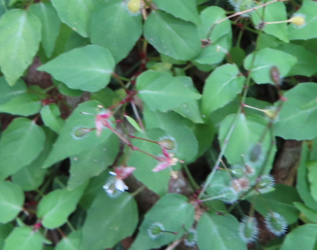 Circaea erubescens from Sengokuhara, Hakone, Ashigarashimo District ...