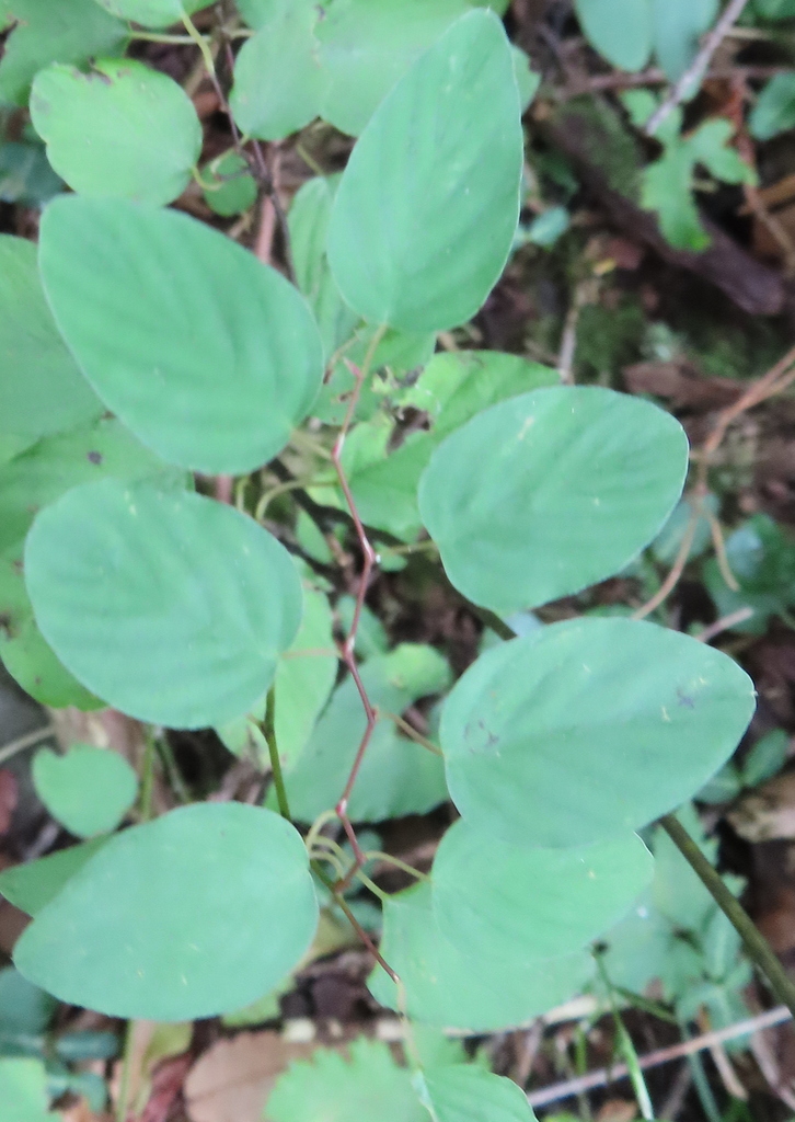 Japanese Supple-jack from Sengokuhara, Hakone, Ashigarashimo District ...