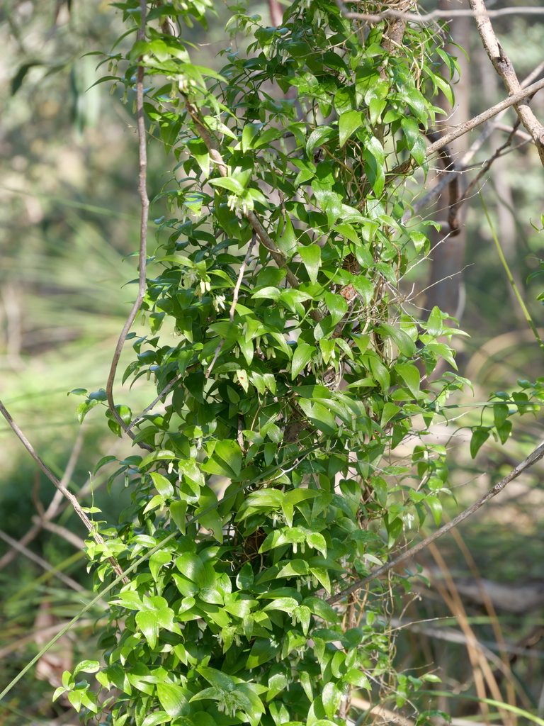 Cape Smilax from Perth WA, Australia on August 30, 2023 at 06:42 PM by Chris Close · iNaturalist