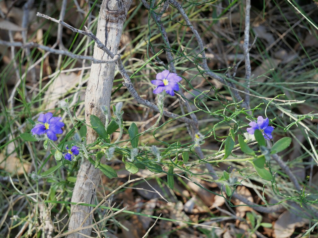 Common Dampiera from Perth WA, Australia on August 30, 2023 at 06:44 PM ...