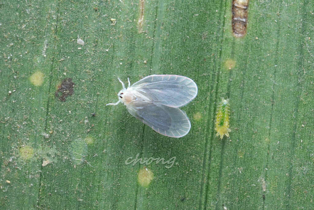Alara regia from Kinabalu Park, Ranau, Sabah, 马来西亚 on July 18, 2023 at ...