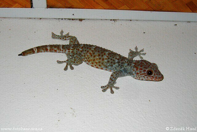 Tokay Gecko from Samoeng District, Chiang Mai 50250, Thajsko on June 20 ...
