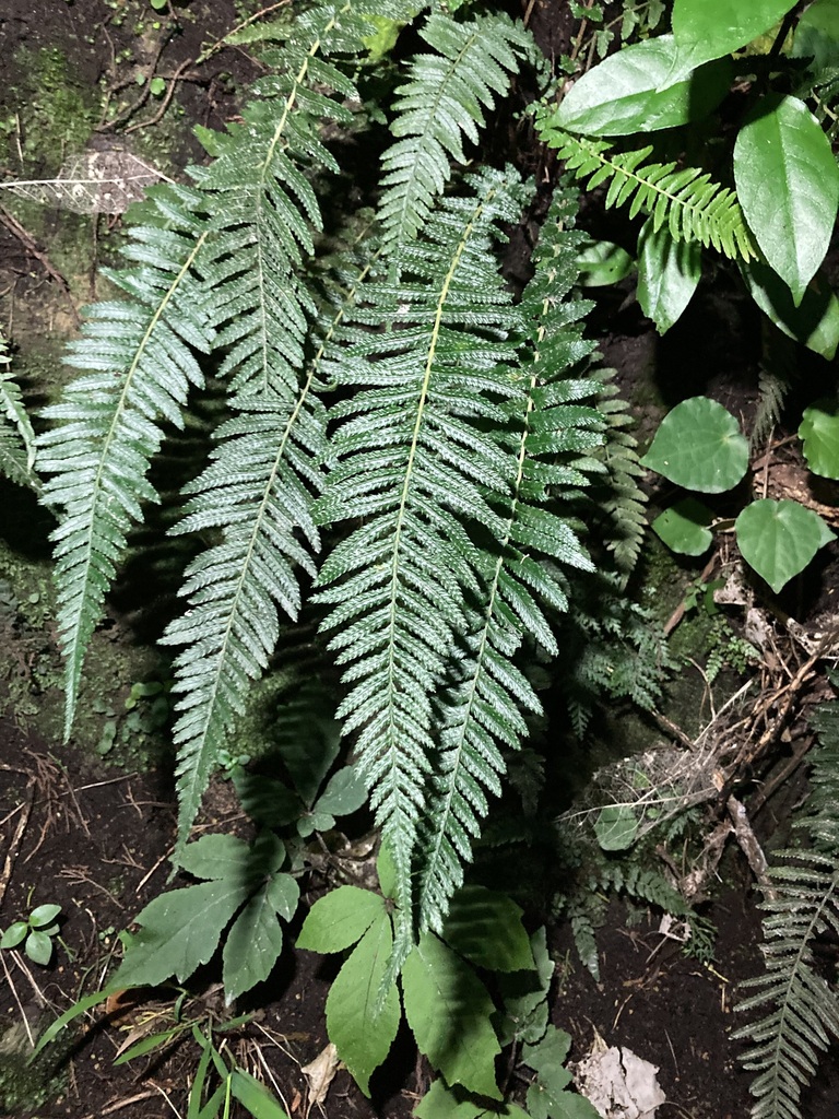 Rasp fern from Thorndon, Wellington, New Zealand on October 25, 2023 at ...