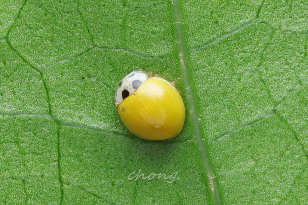 Illeis from 马来西亚沙巴昆達山 on July 18, 2023 at 04:33 PM by 虫虫 · iNaturalist