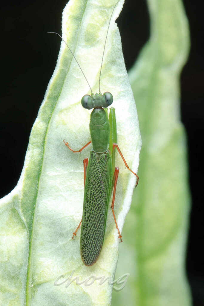 Odontomantis micantula from 马来西亚沙巴昆達山 on July 18, 2023 at 04:33 PM by ...