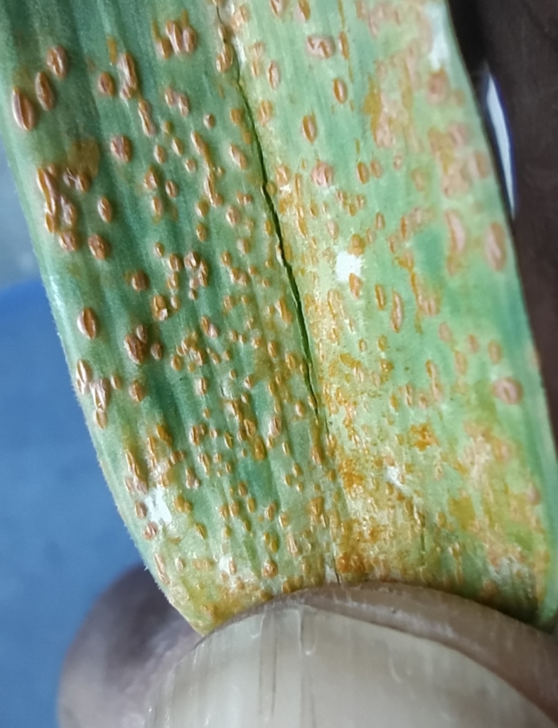 Puccinia allii from Huntsbury, Christchurch 8022, New Zealand on ...