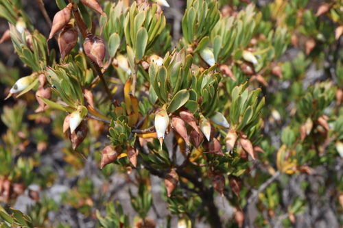 Conostephium prolatum · iNaturalist