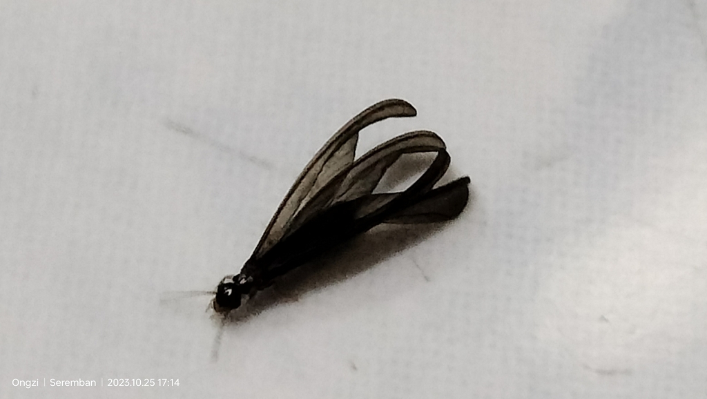 Odontotermes formosanus from No. 241-2B, Jalan Haruan 5/6, Oakland ...