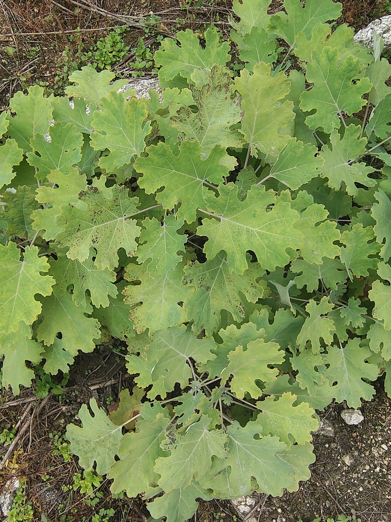 Plume Poppy from Fuzhou, CN-JX, CN on October 25, 2023 at 03:31 PM by ...