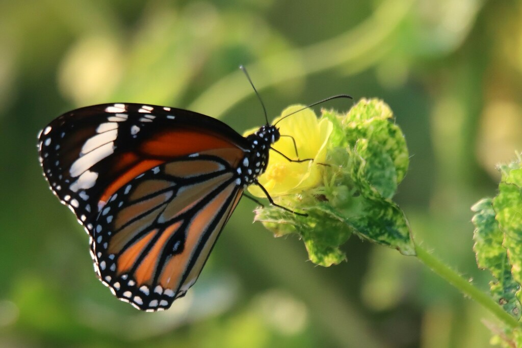 Common Tiger Butterfly from Madhipur, Odisha 751002, India on October ...