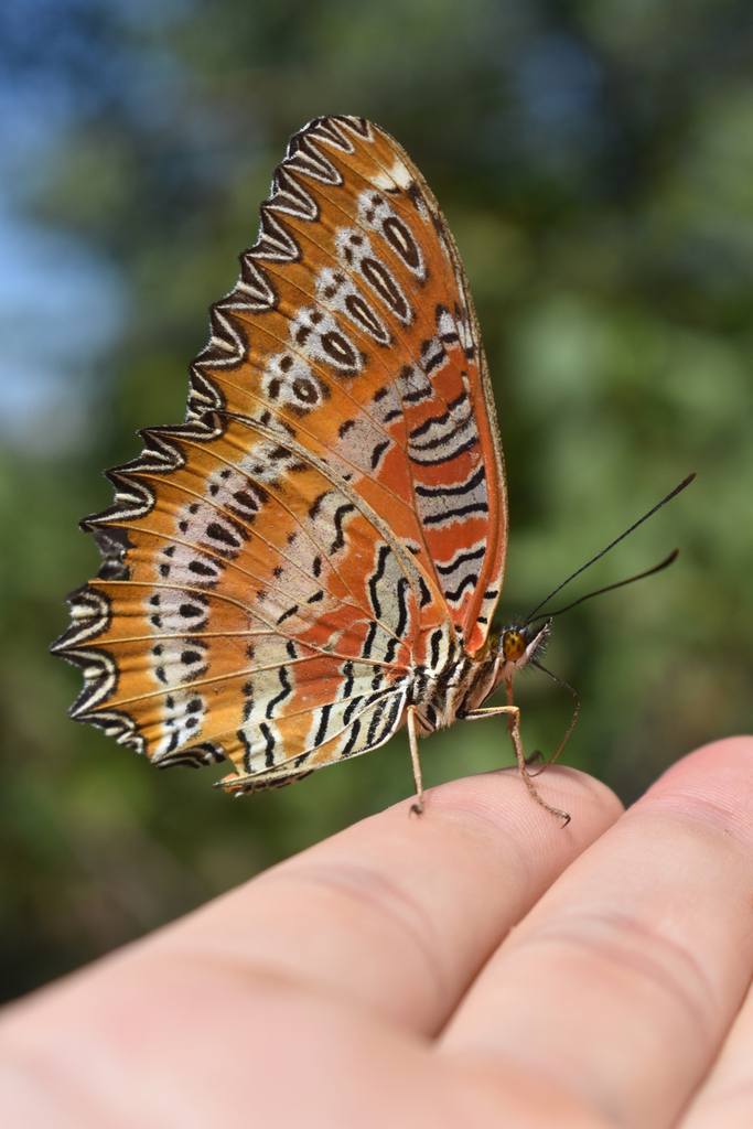 Red Lacewing Butterfly from Mu Cang Chai on October 25, 2023 at 10:48 ...