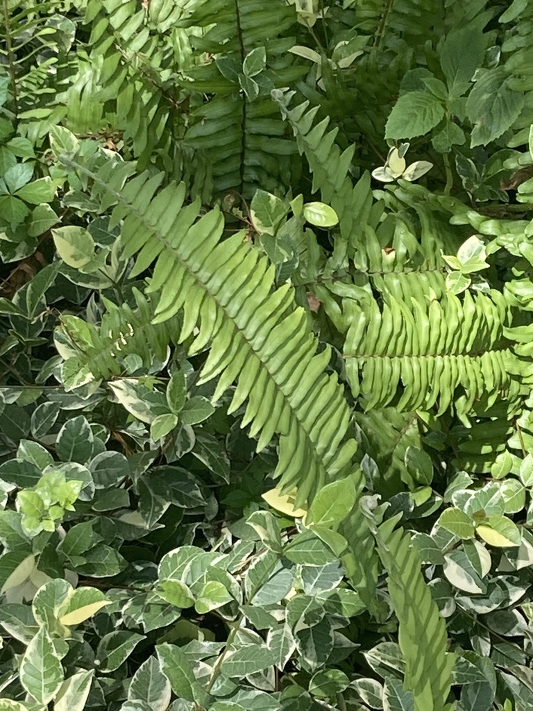 sword ferns from The University of South Florida, Saint Petersburg, FL ...