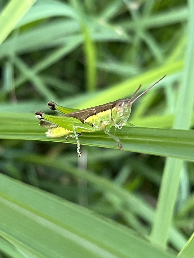 Chinese rice grasshopper in October 2023 by Nakatada Wachi · iNaturalist