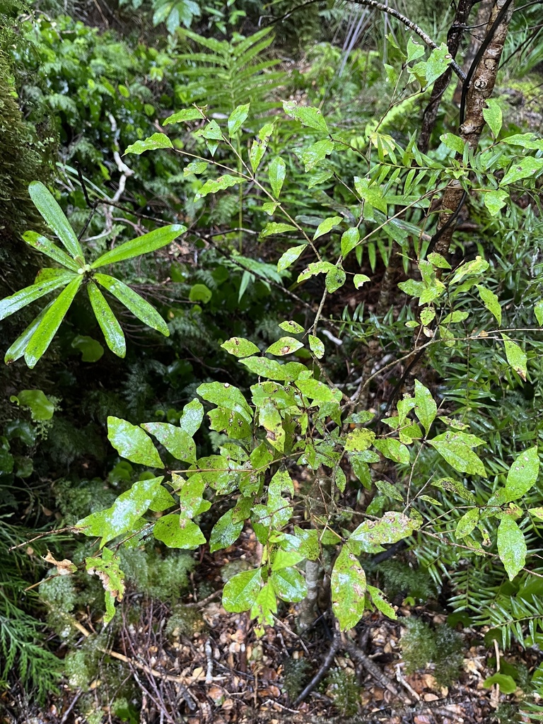 Swamp maire from Tararua Forest Park, Tararua Forest Park, Wellington ...