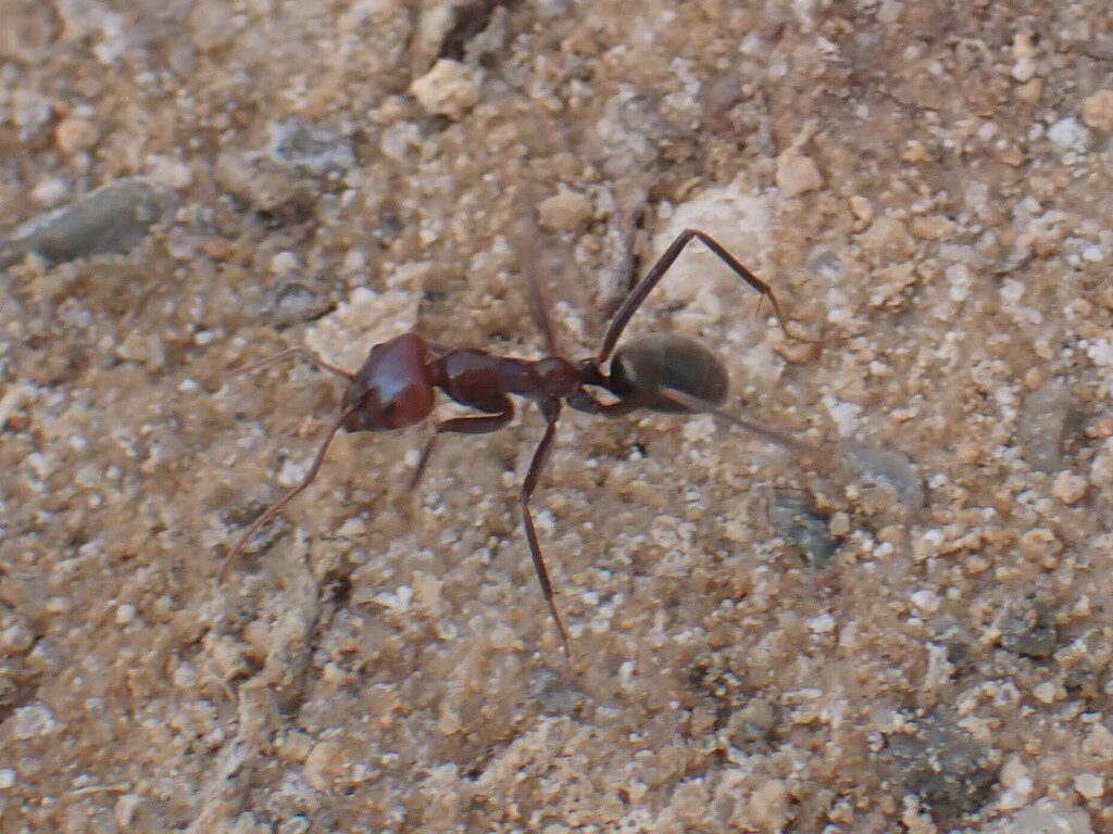 Southern Meat Ant from Adelaide SA, Australia on October 22, 2023 at 11 ...