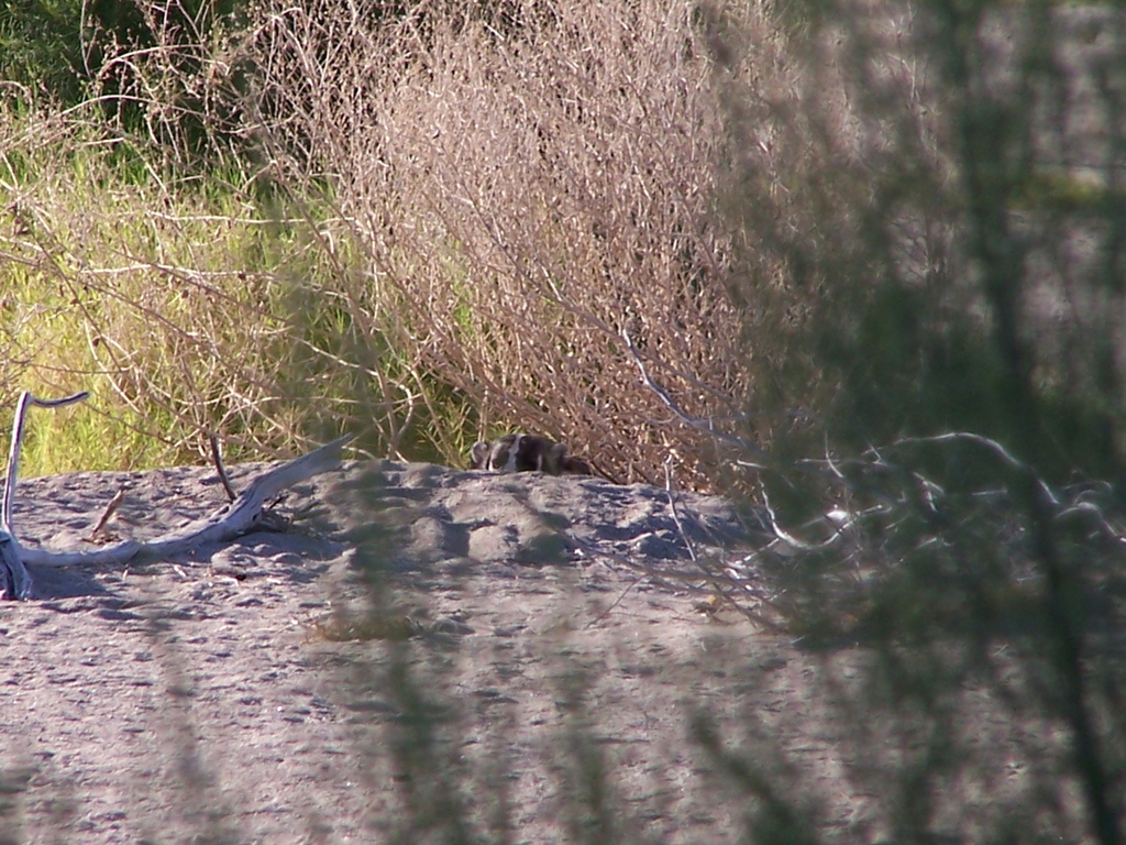 American Badger from La Paz County, AZ, USA on June 28, 2007 at 07:08 ...