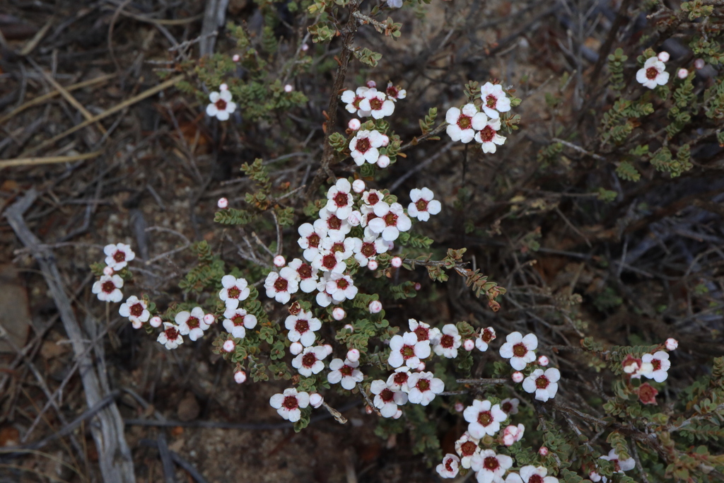 Ericomyrtus serpyllifolia from Fitzgerald River National Park WA 6346 ...