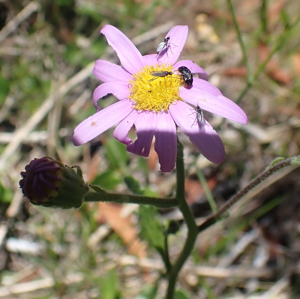 Red-purple Ragwort from Uitzigt 216 Portion 71, Garden Route District ...