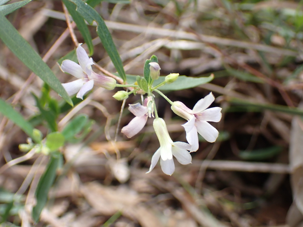 sweet apple-berry from Blewitt Springs SA 5171, Australia on October 22 ...