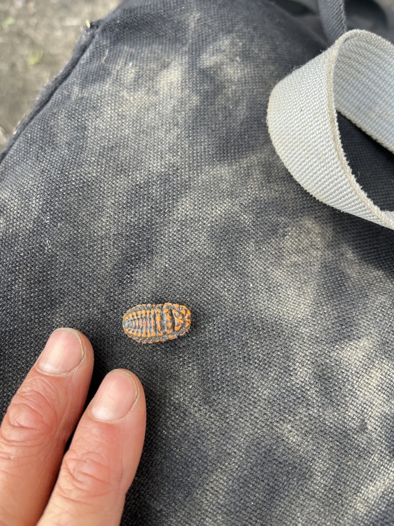 Giant Scale Insects from Morton, Palerang - Pt B, AU-NS, AU on October ...