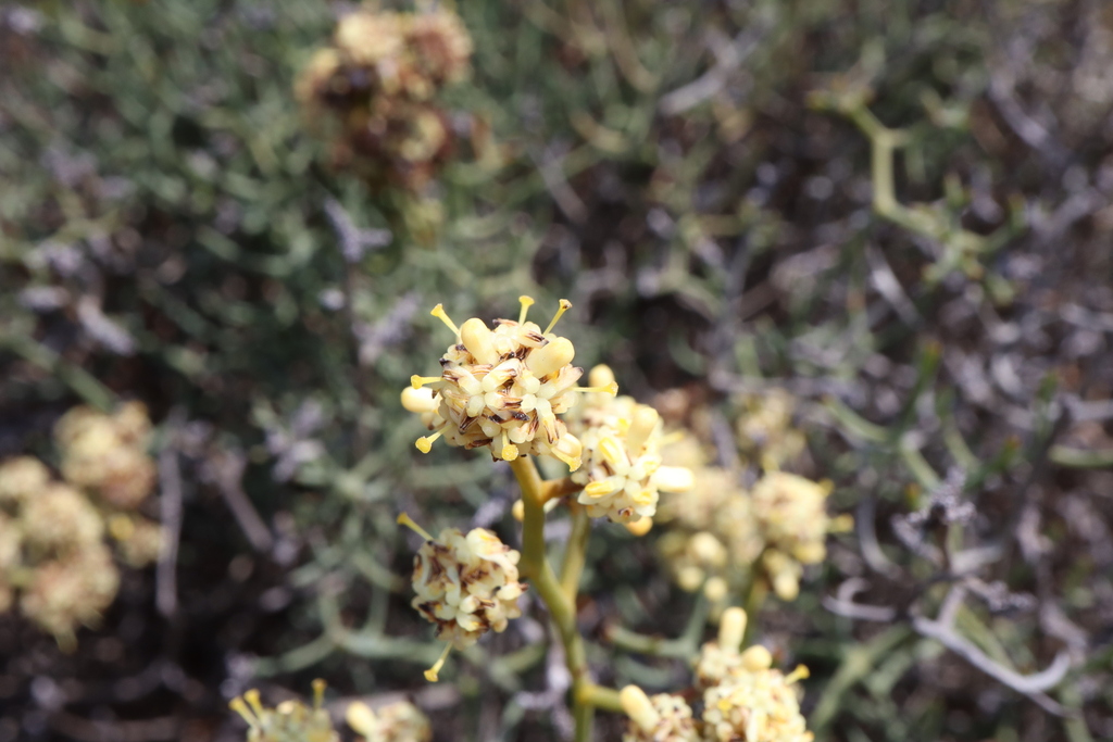 Stirlingia anethifolia from Hopetoun WA 6348, Australia on October 18 ...