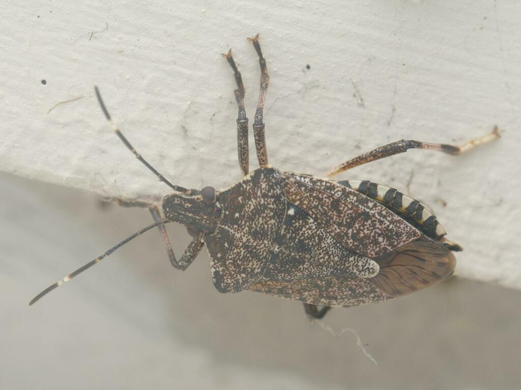 Brown Marmorated Stink Bug from Güntzelkiez, Berlin, Deutschland on ...