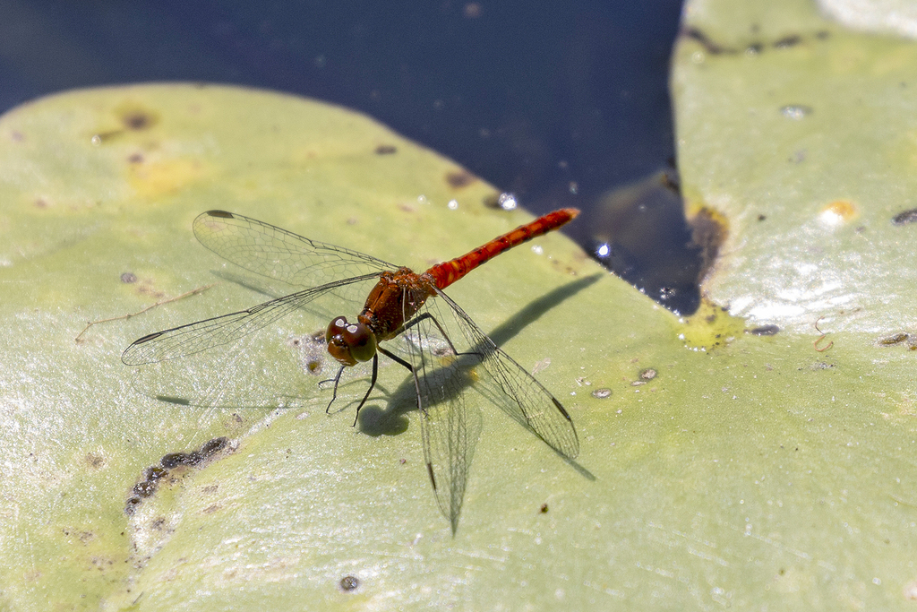 Pygmy Percher from Brisbane QLD, Australia on October 25, 2023 at 09:40 ...