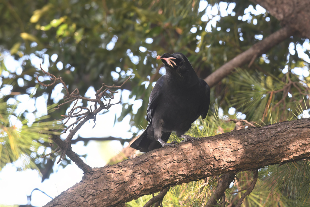 Japanese Crow from Shinagawa, Tokyo, Japan on October 25, 2023 at 08:10 ...