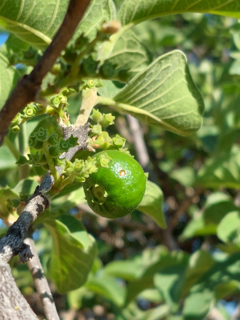 Velvet Wild-Medlar from Moreleta Park on October 25, 2023 at 08:15 AM ...