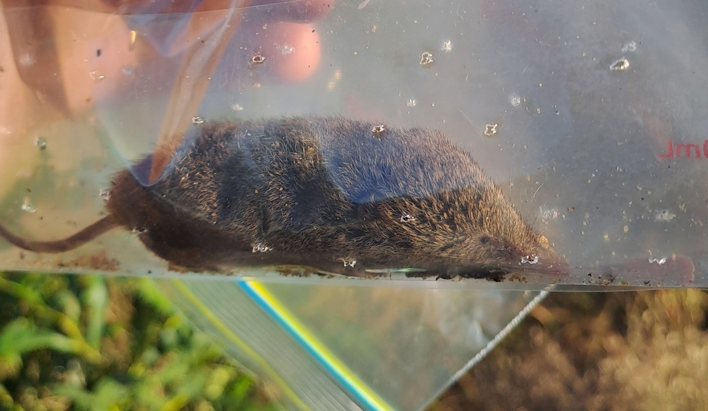 Musk Shrews from Ariesfontein Conservation Area on October 25, 2023 at ...