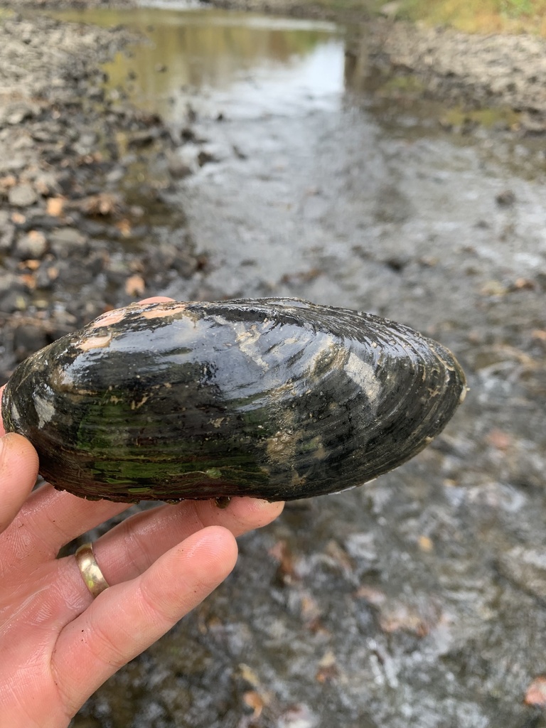 Black Sandshell in October 2023 by Caleb Knerr · iNaturalist