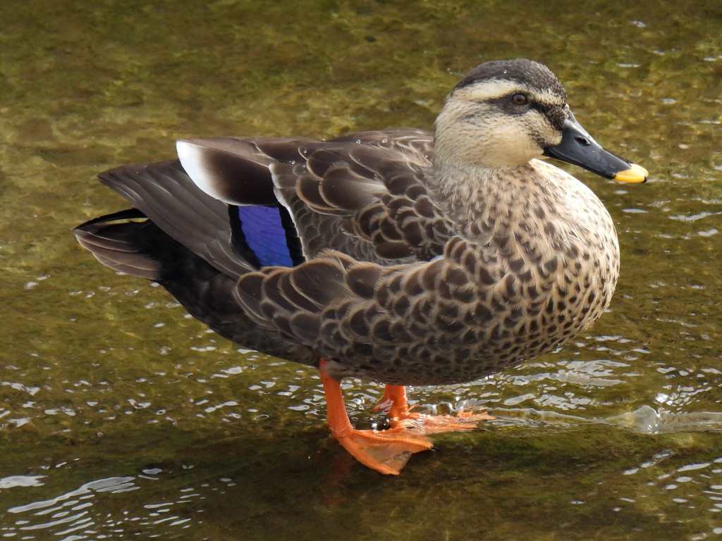 Eastern Spot-billed Duck from Asao Ward, Kawasaki, Kanagawa, Japan on ...