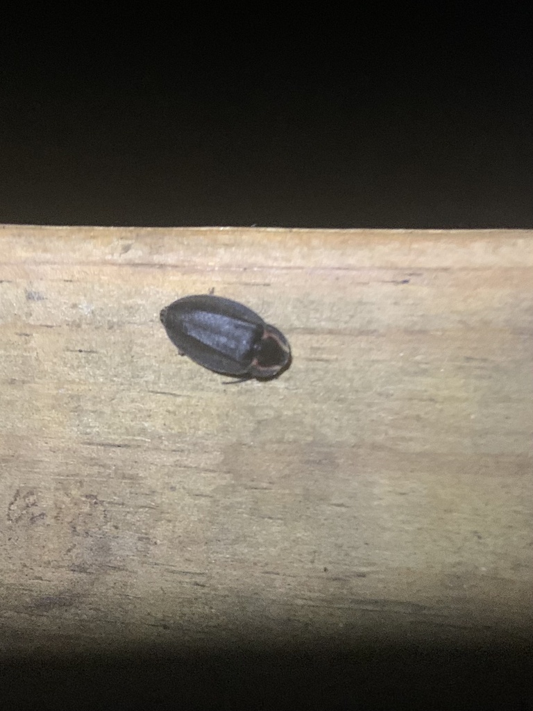 Winter Firefly from Holiday Hills Rd, Dittmer, MO, US on October 24 ...