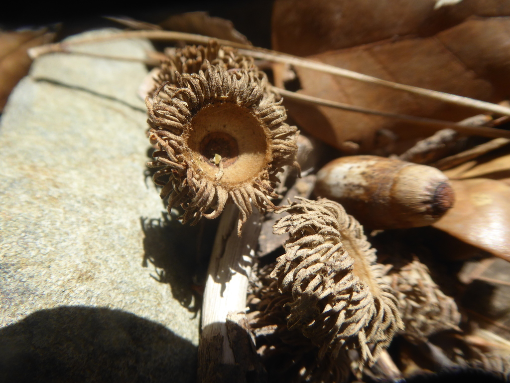 Golden Oak (Quercus alnifolia) - Botanical Realm