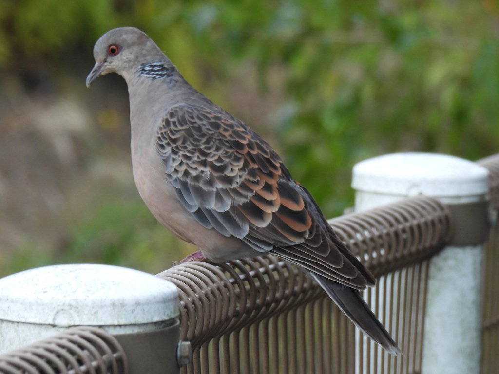Oriental Turtle-Dove from Nozutamachi, Machida, Tokyo 195-0063, Japan ...
