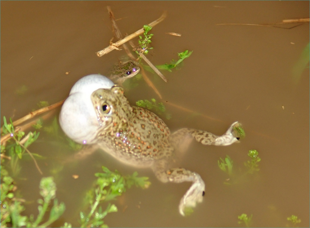 Spotted Chorus Frog from Pratt County, KS, USA on March 27, 2004 by ...