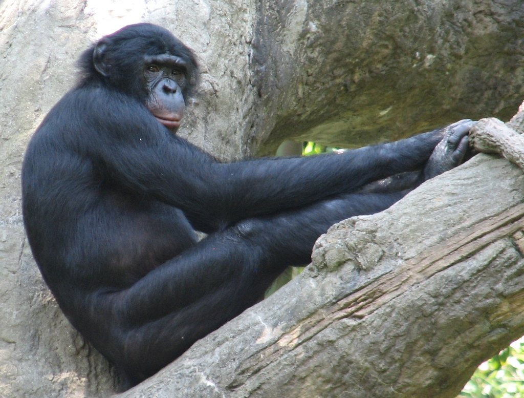 Bonobo (Pan paniscus) - Know Your Mammals